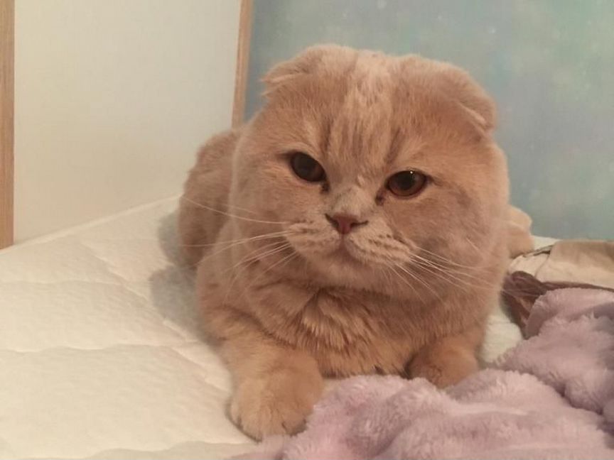 Породистый кот в добрые руки
