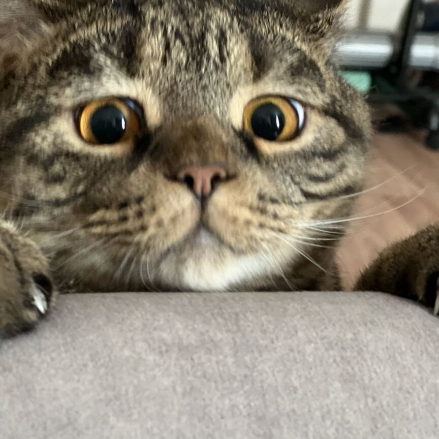 Отдам в добрые руки