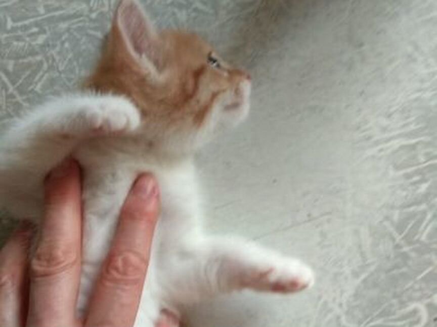 Отдам в добрые руки котенка