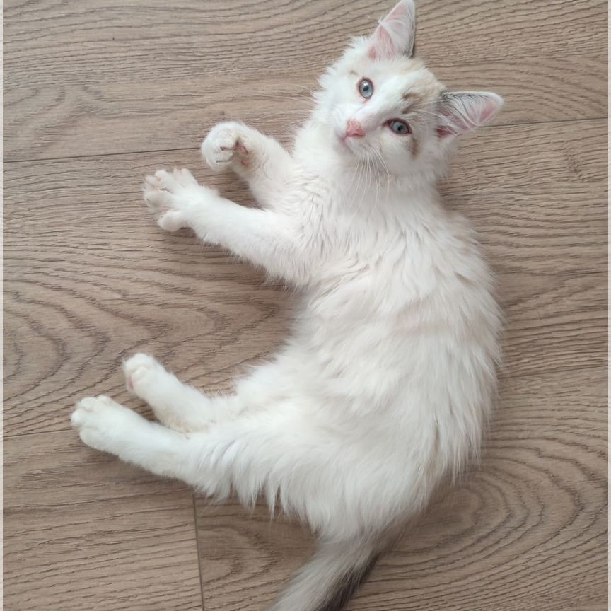 Котёнок рэгдолл, мальчик