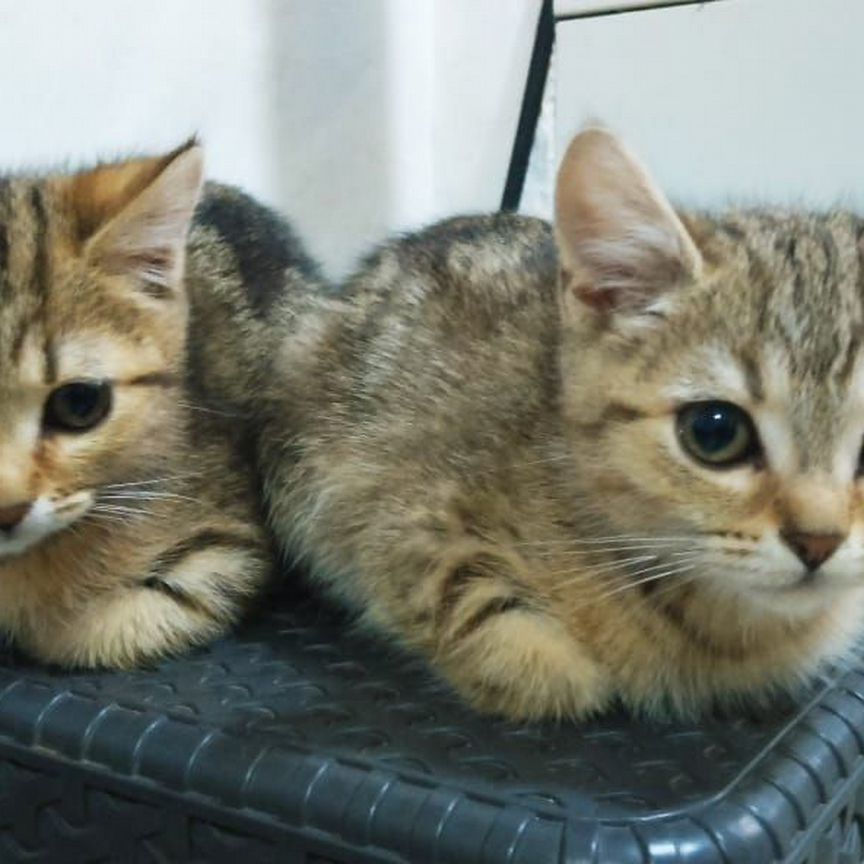 Котята в добрые руки бесплатно