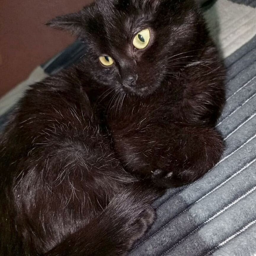 Маленькая пантерка в добрые руки