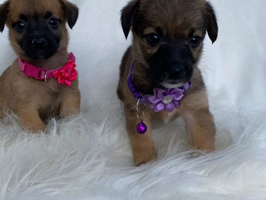 Щенки Метисы Пти брабансон в дар