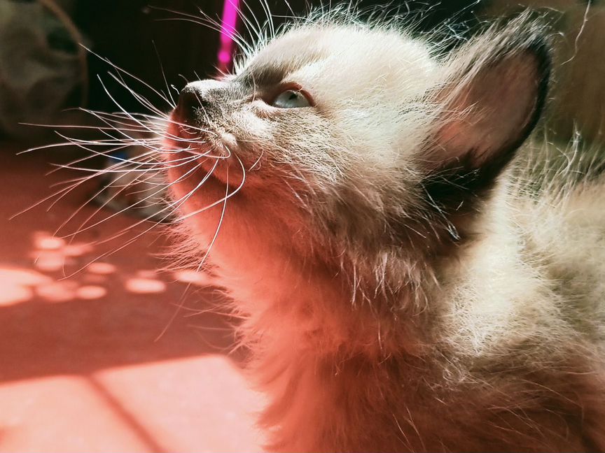 Котята невская маскарадная