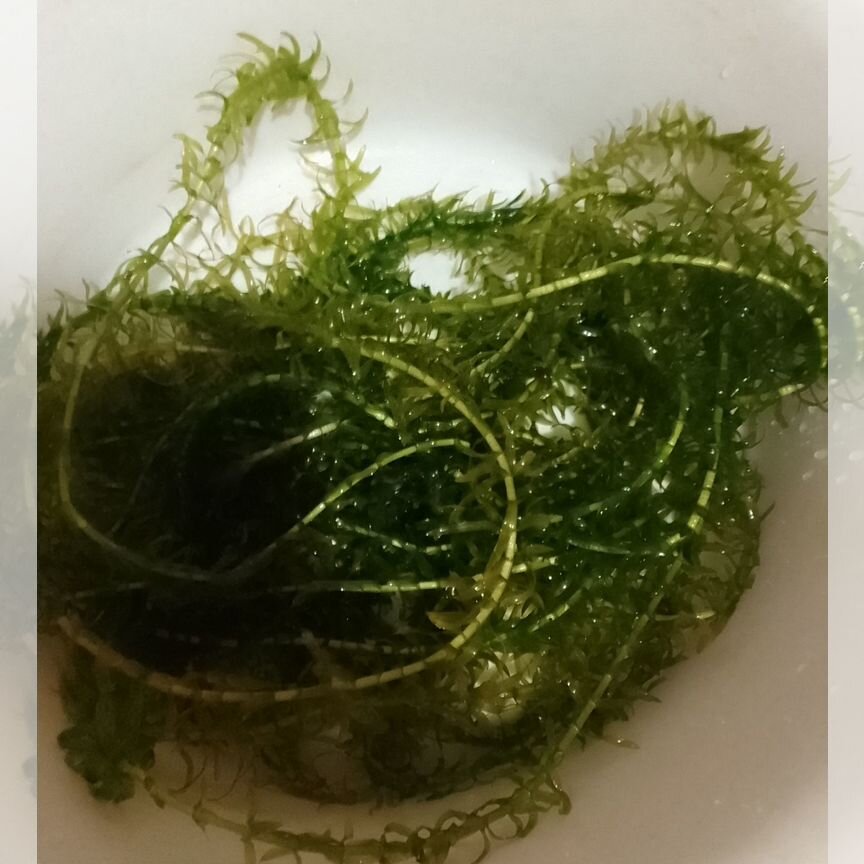 Растение для аквариума