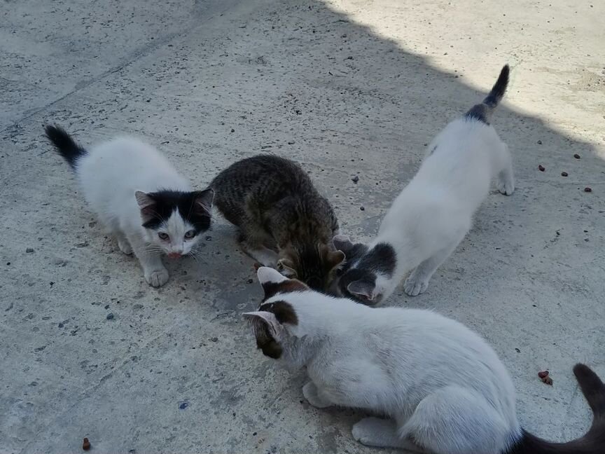 3 кота и 1 кошечка