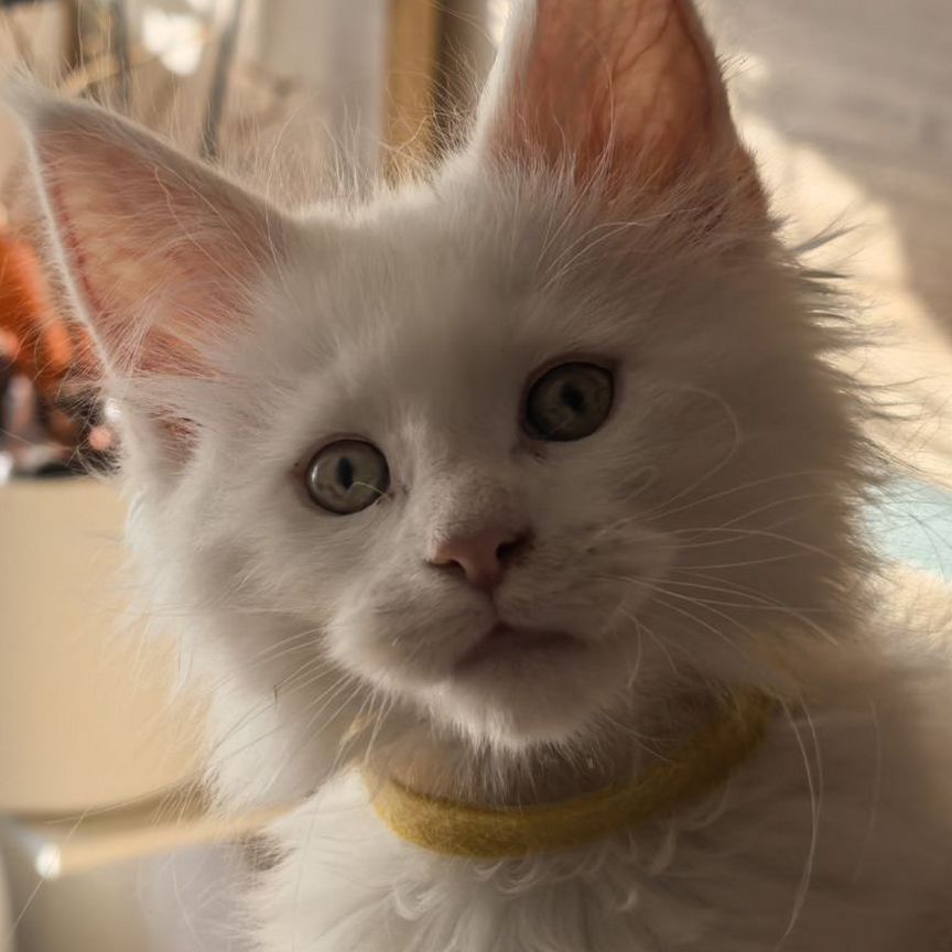 Мейн-кун котёнок