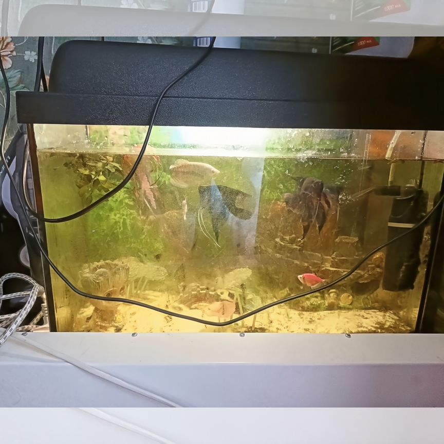 Аквариум с рыбками