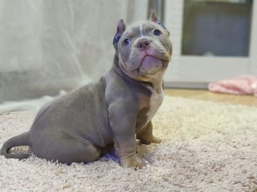 Американский булли лиловый триколор мальчик