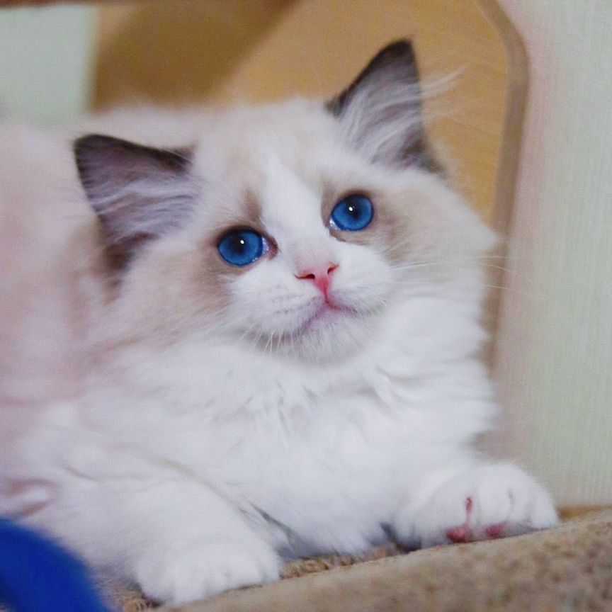 Котята рэгдолл