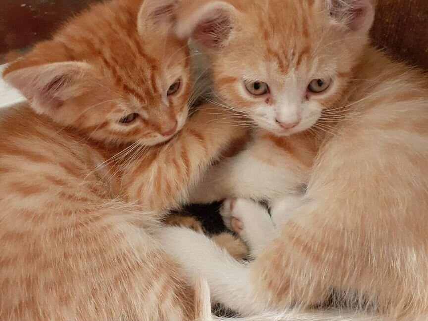 Котята в дар