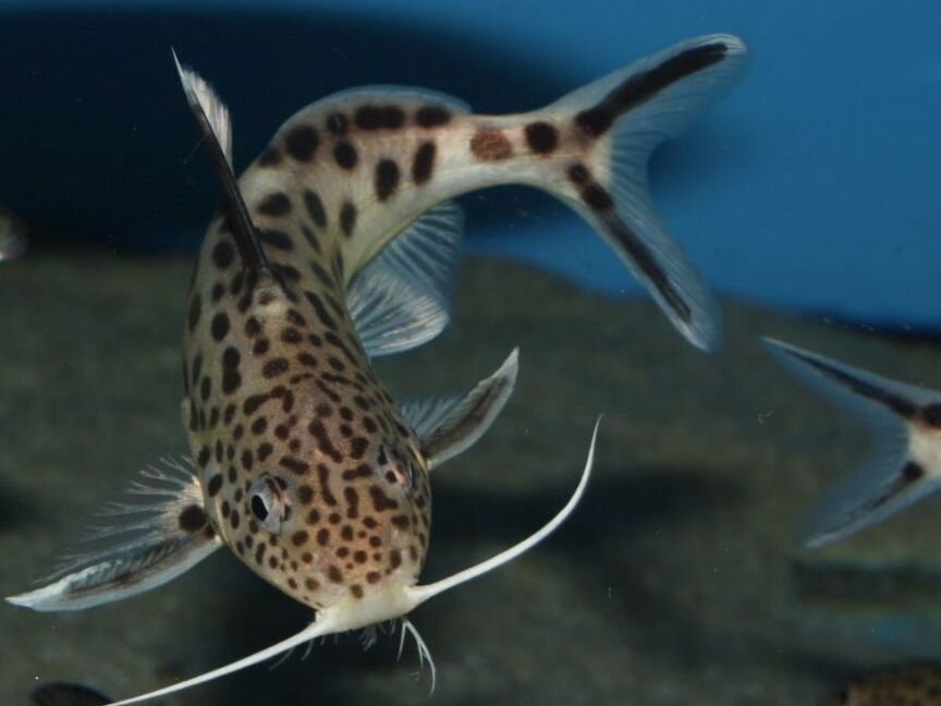 Аквариумные рыбки отдам бесплатно