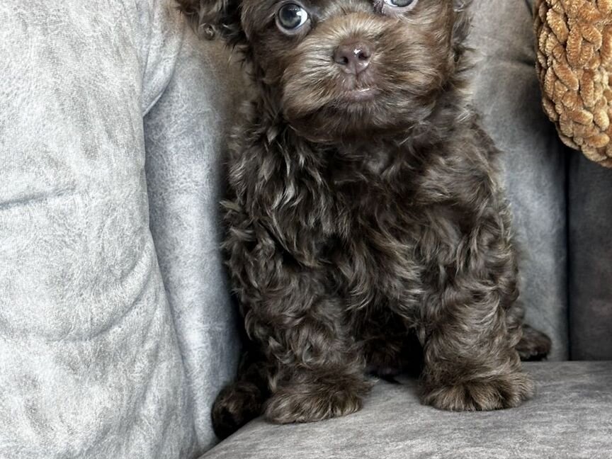 Лиловый мальчик мальтипу