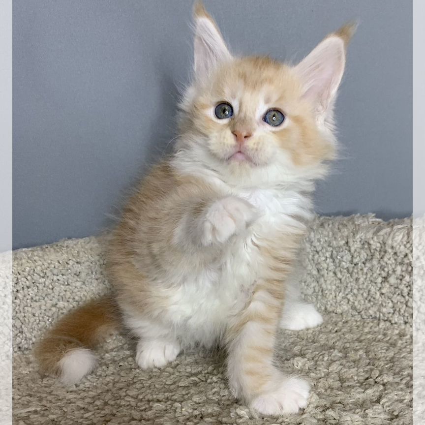 Мальчик в красивом окрасе