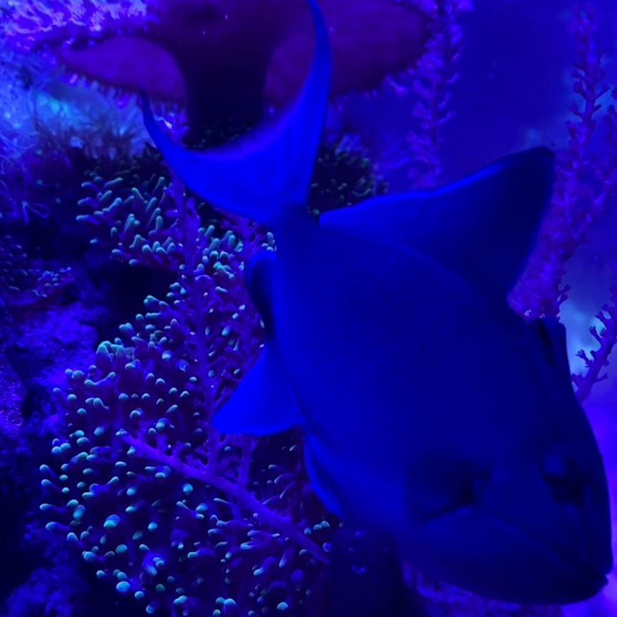 Спинорог голубой краснозубый Odonus niger