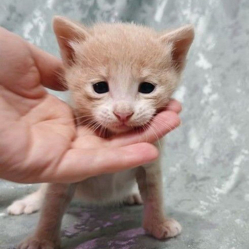 Котёнок бесплатно