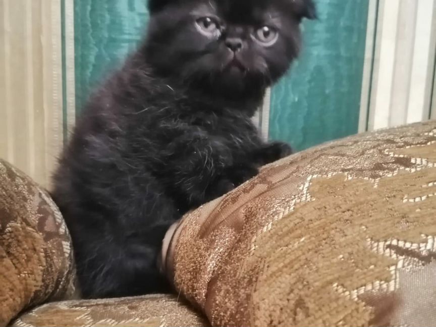 Котик