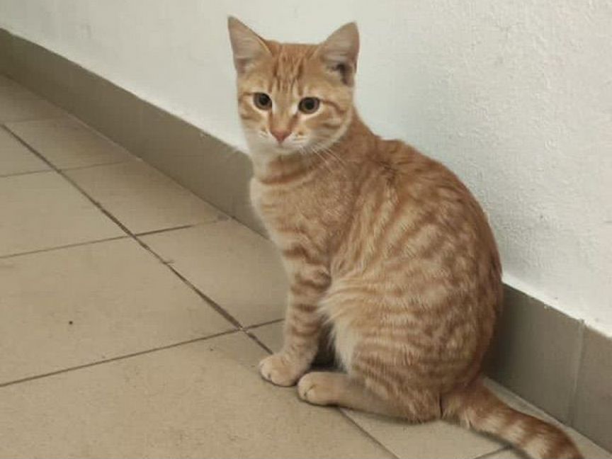 Соседи выкинули котенка нужен дом