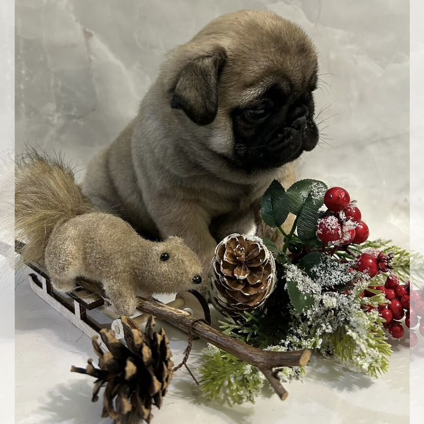 Мопс, щенок