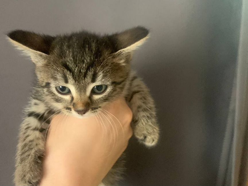 Котята в добрые руки бесплатно