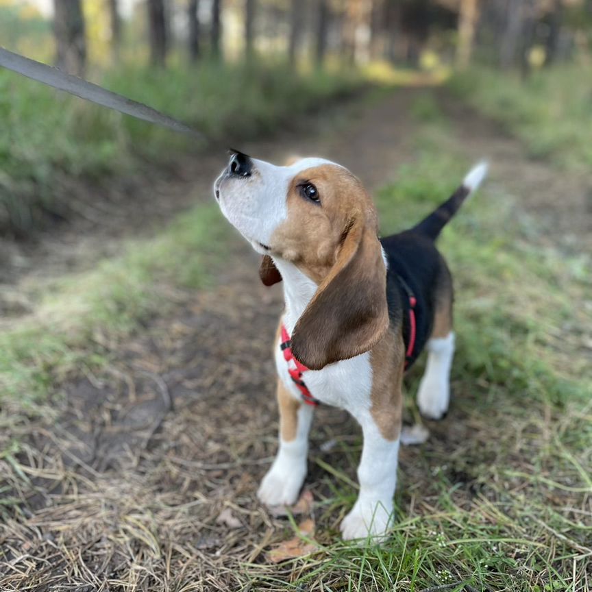 Щенок Бигль