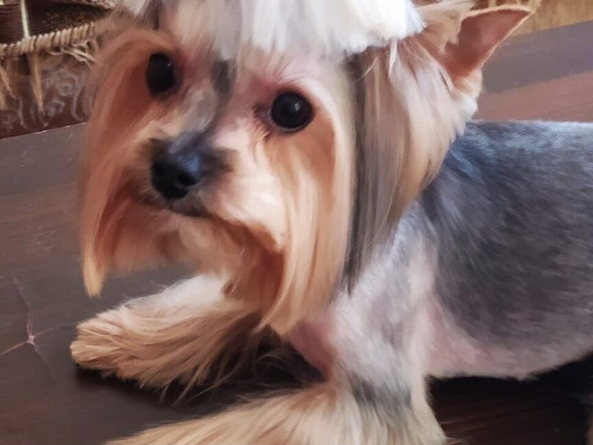 Йоркширский терьер