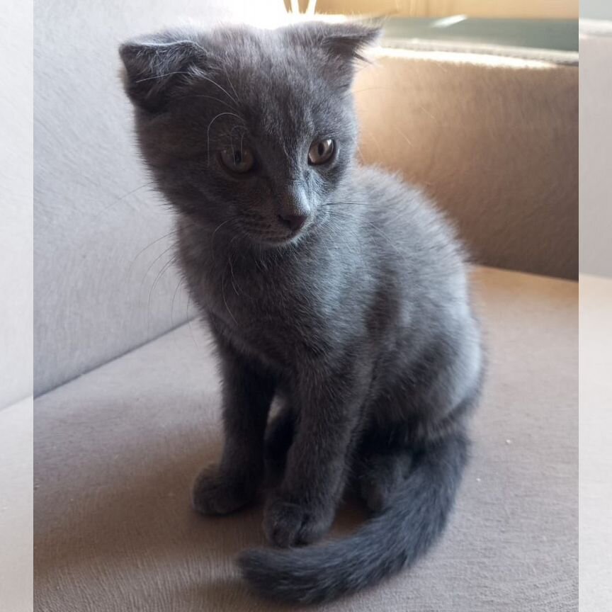 Шотландский вислоухий короткошёрстный котёнок