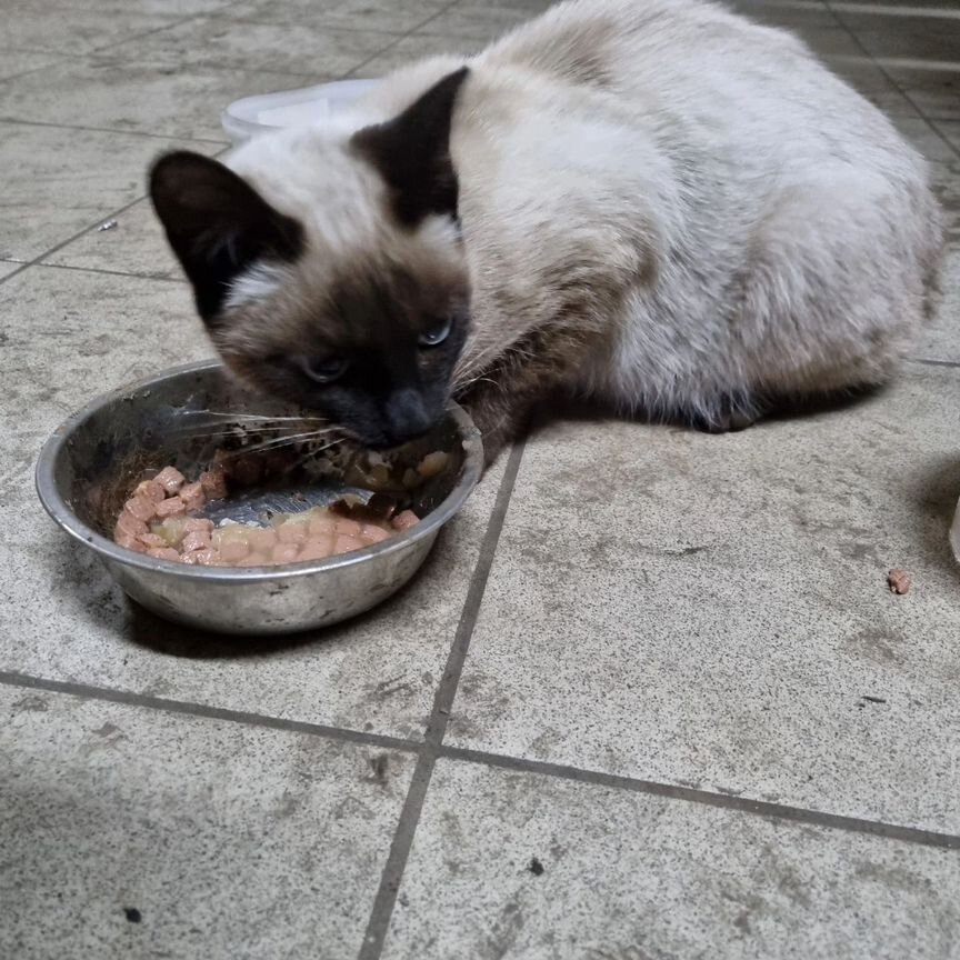 Сиамский котик 7мес