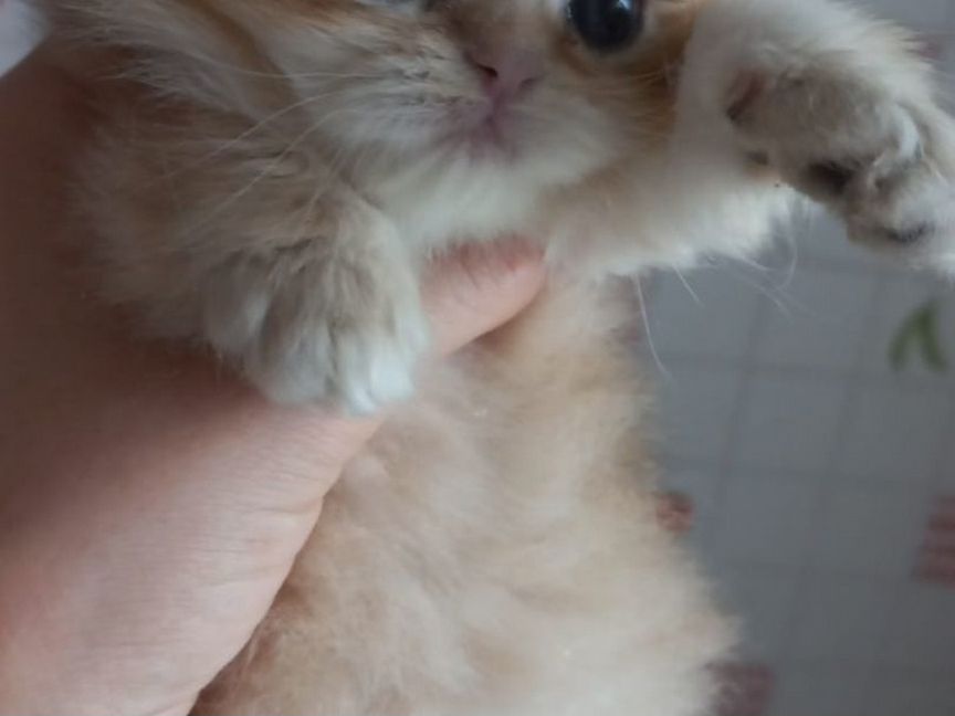 Котята шиншилята