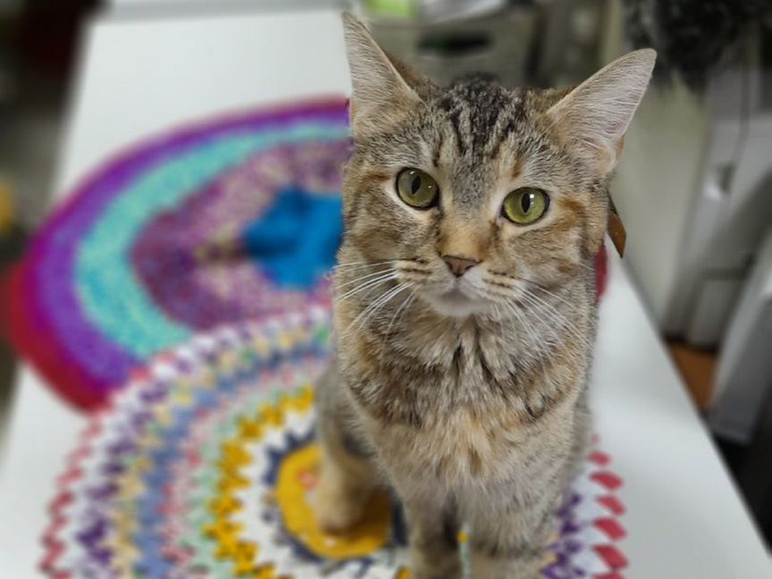 Молодая кошечка Кира, ей 1 год