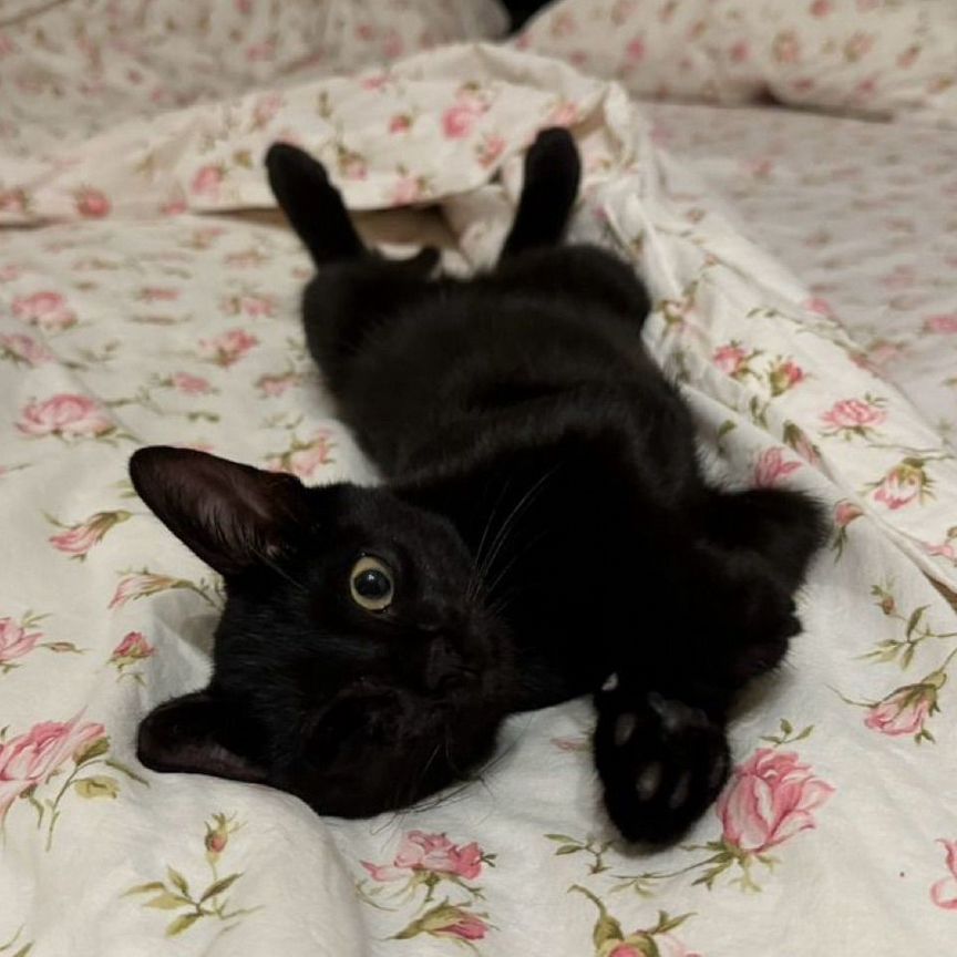 Уникальный котик