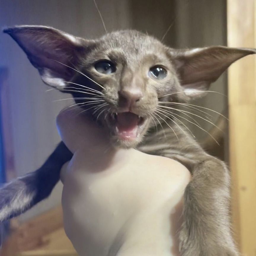 Ориентальный котенок