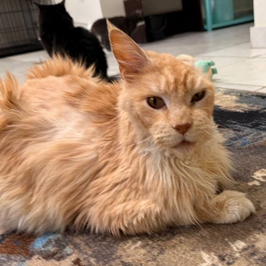 Мейн-кун, взрослый кот