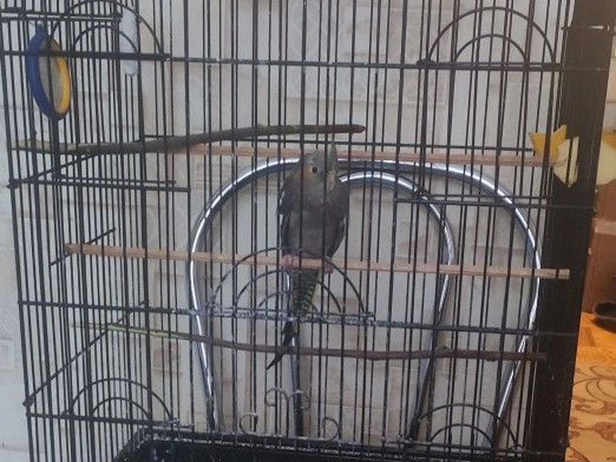 Попугай корелла с клеткой