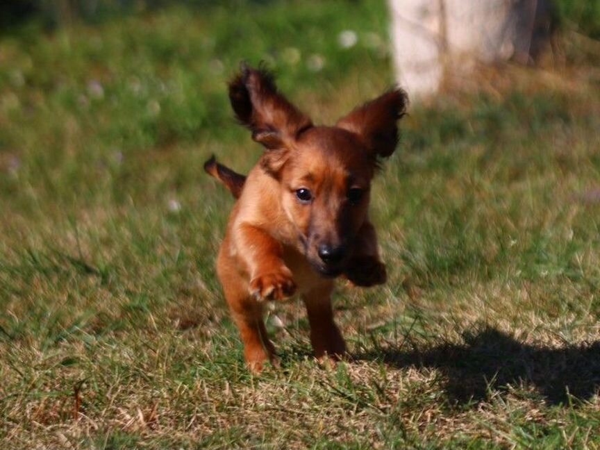 Девочка - такса карликовая д-ш