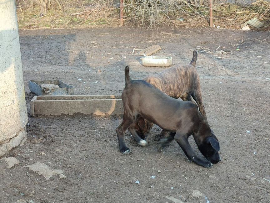 Кане Корсо и Канарский дог