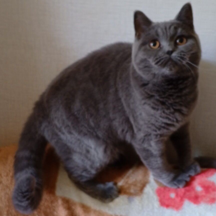 Британские мишки