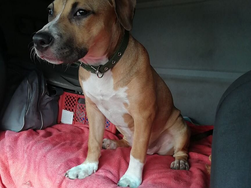 Американский стаффорд