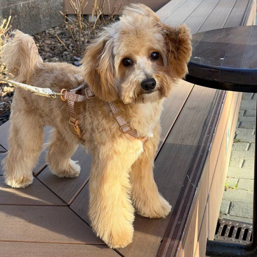 Мальтипу, вязка