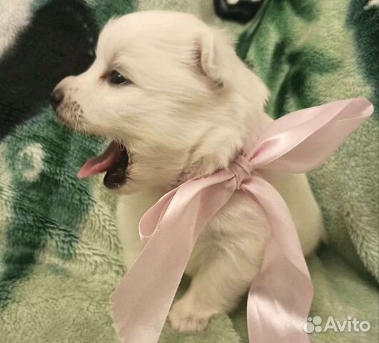 Японский шпиц