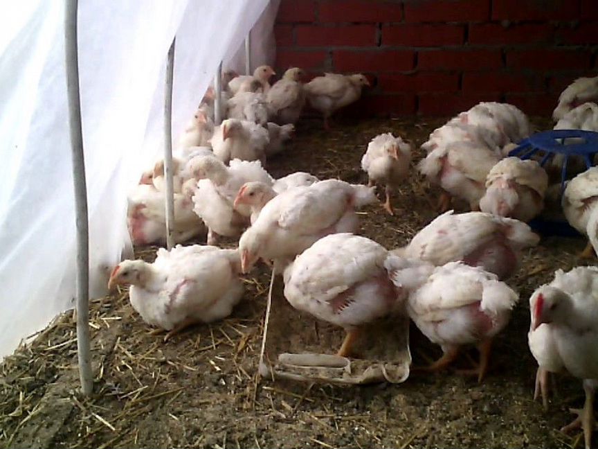 Цыплята бройлера кобб700