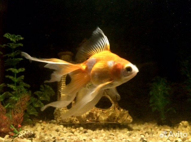 Золотая рыбка Вуалехвост