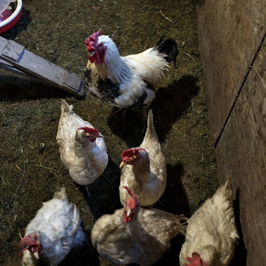 Петух и 5 куриц