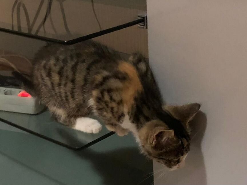 Кошка
