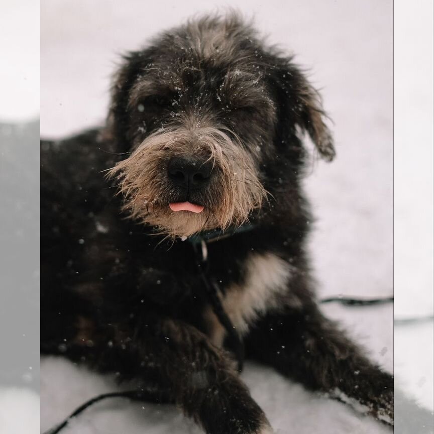 Взрослый пёс в добрые руки