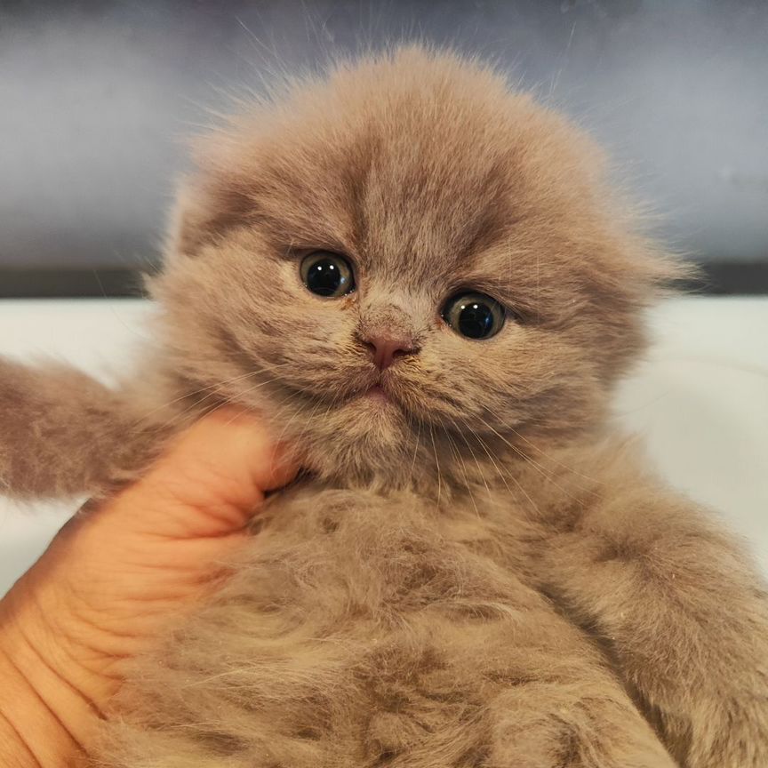 Вислоухие котята
