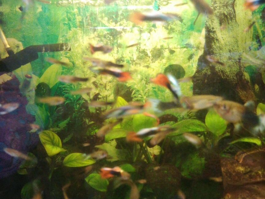 Аквариумные рыбки гуппи