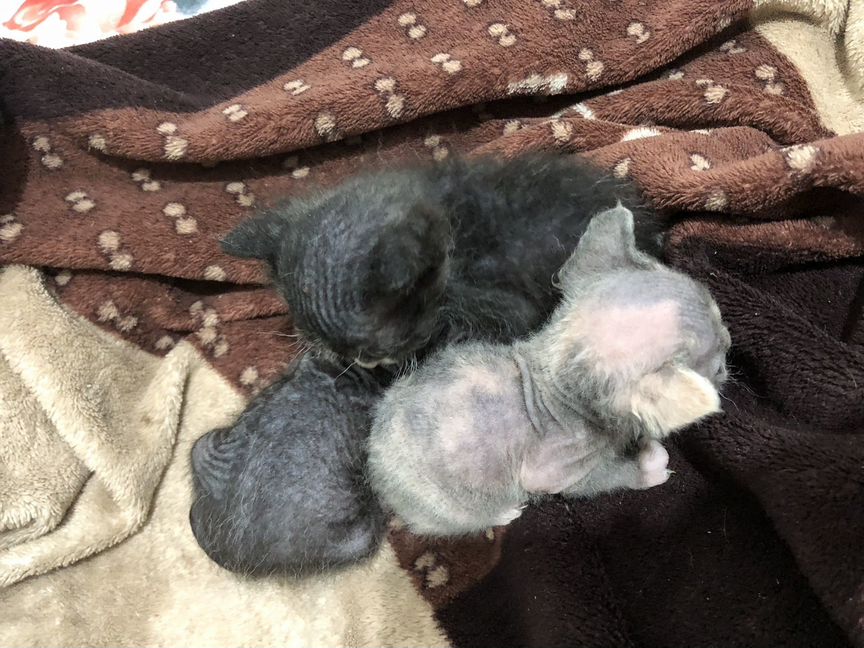 Котята сфинкс браш