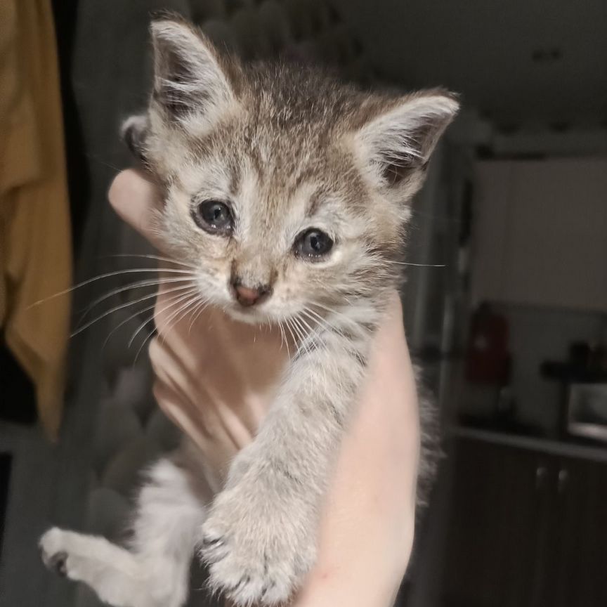Котенок Сашенька