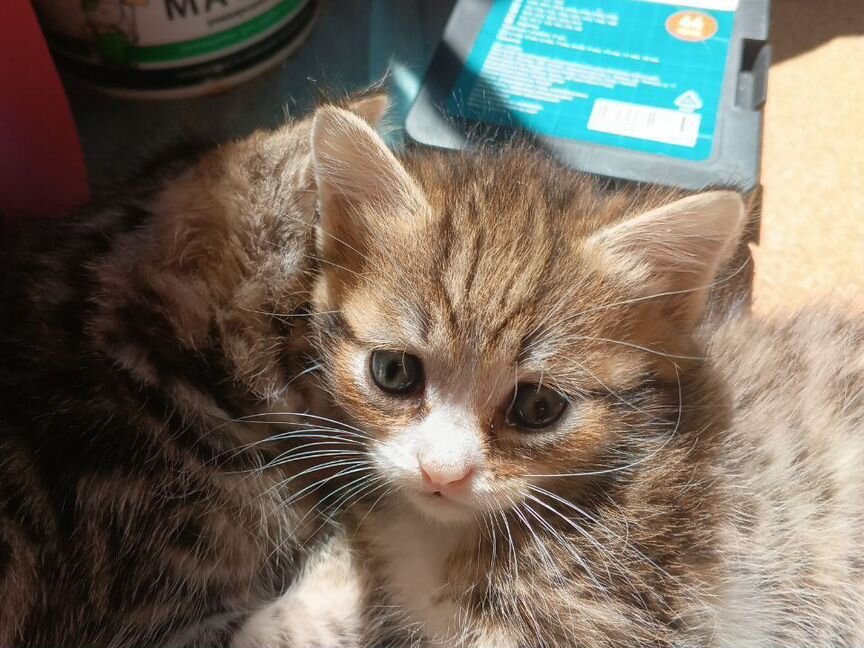 Отдам котят в добрые руки
